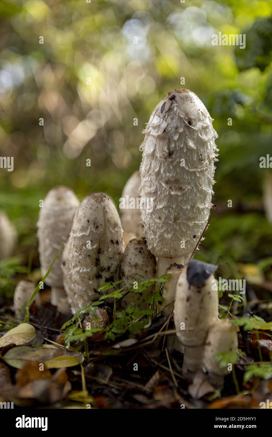 Cone cap wild bell shaped ink fungus Stock Photo - Alamy
