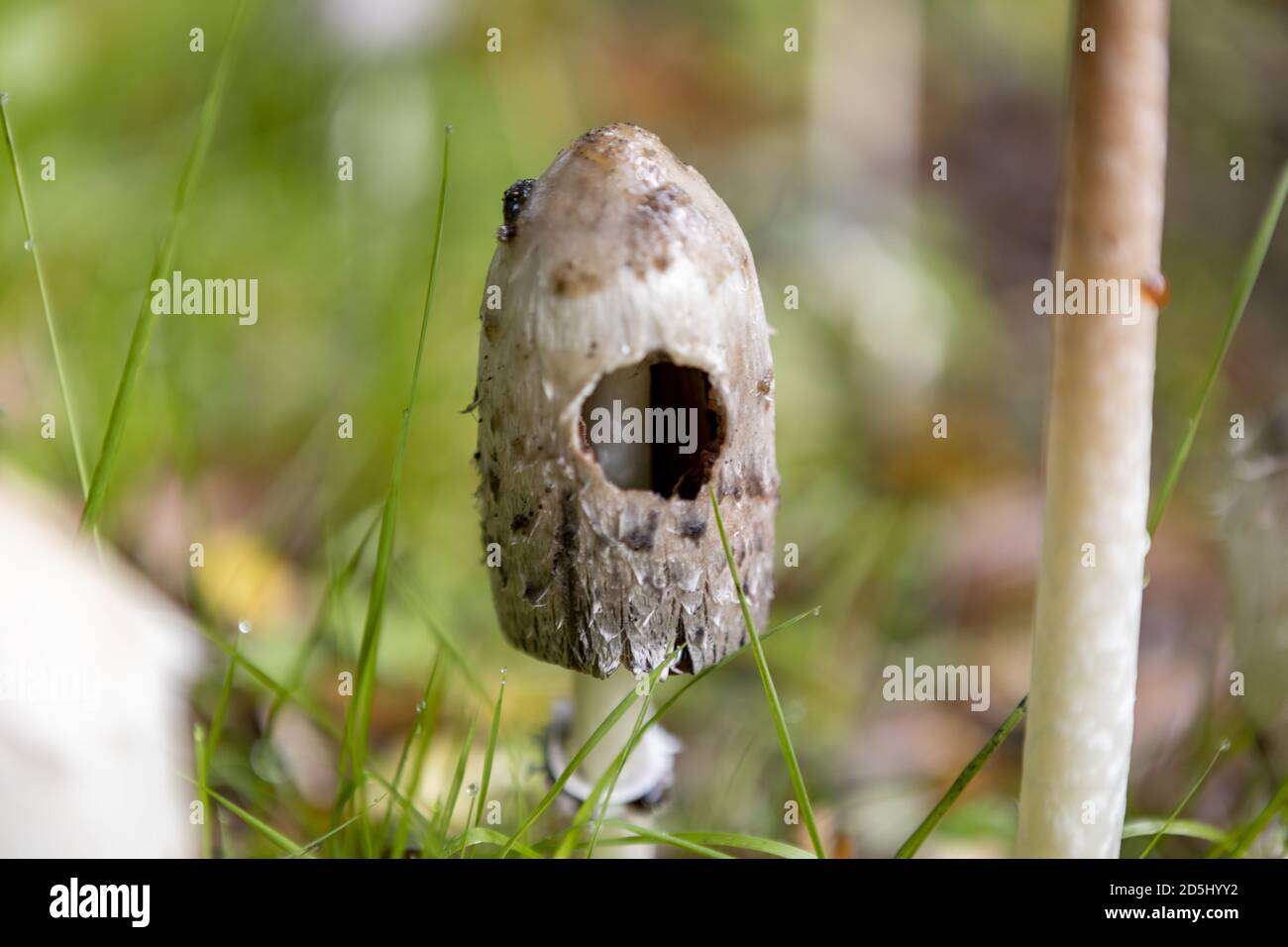 Cone cap wild bell shaped ink fungus Stock Photo - Alamy