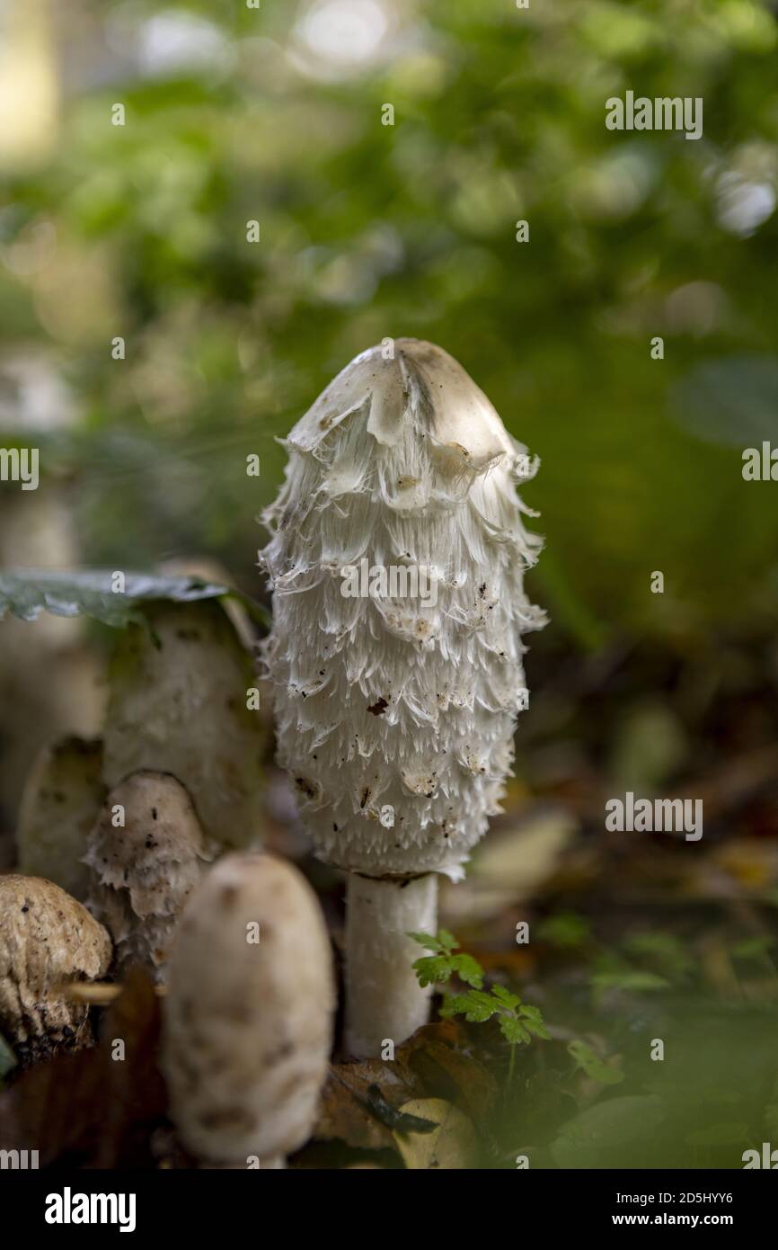 Cone cap wild bell shaped ink fungus Stock Photo - Alamy