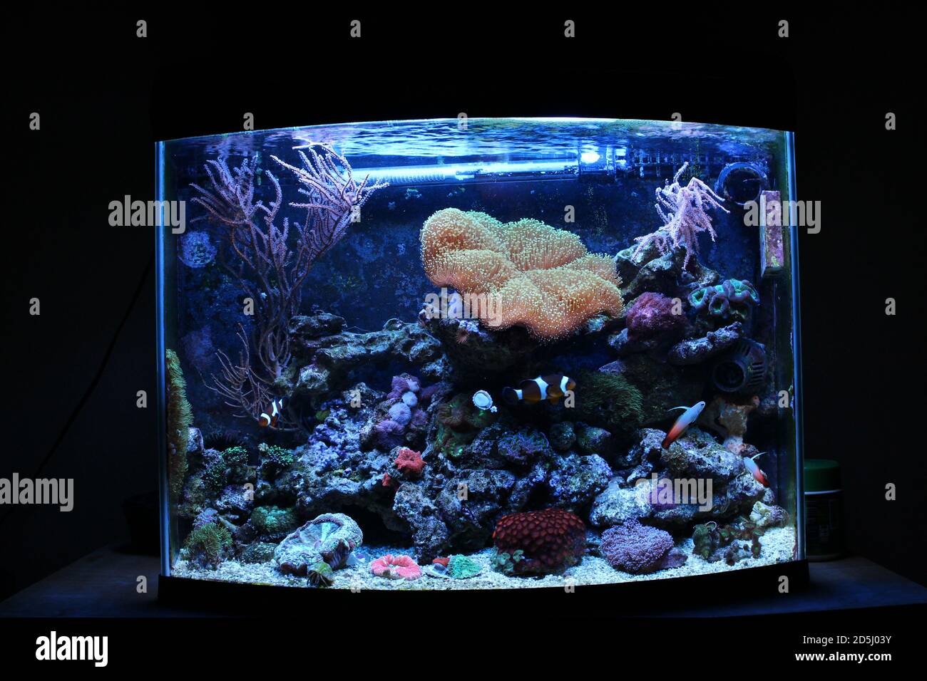 Beautiful symbiosis of group of fishes in coral reef aquarium tank ...