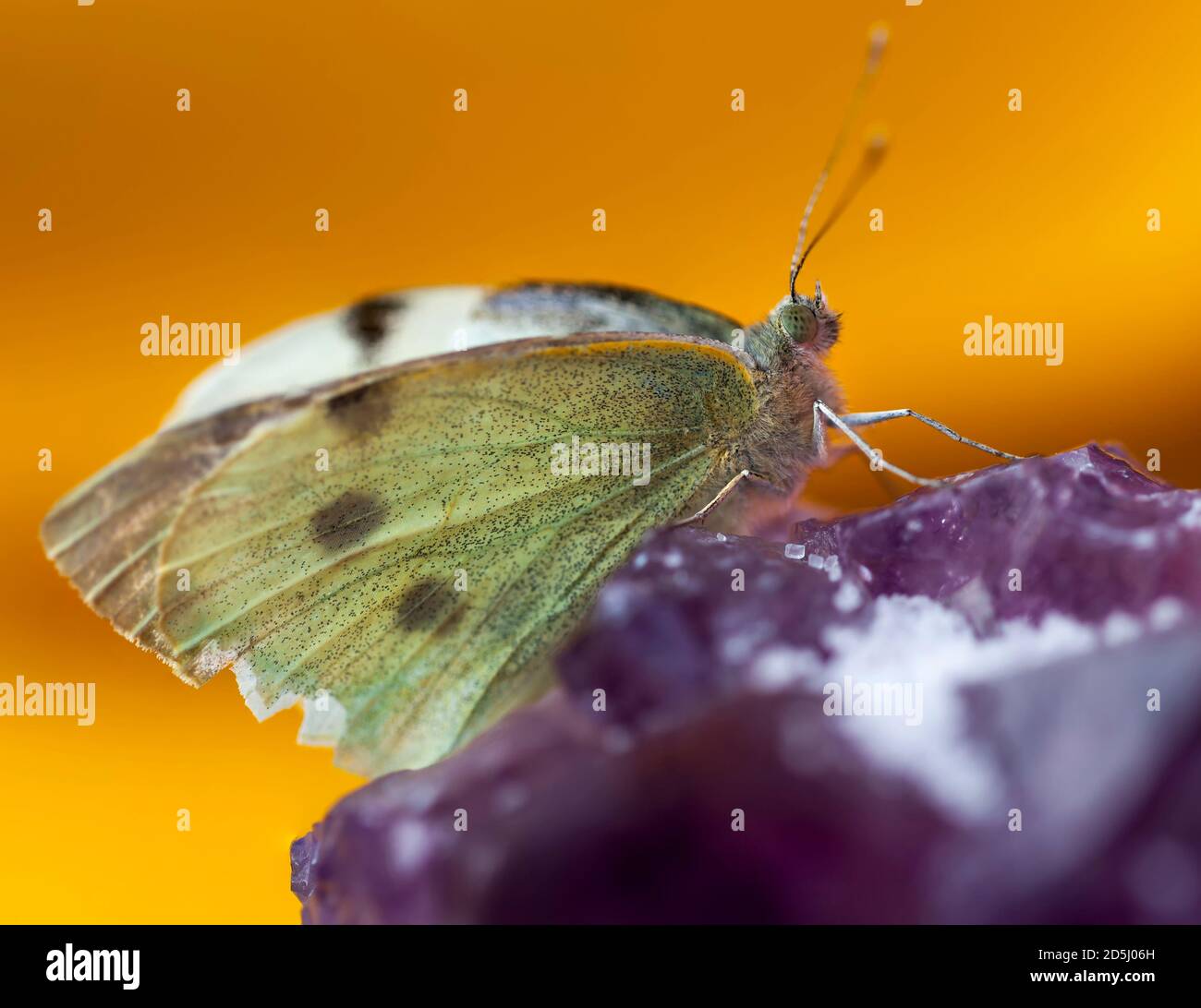 Cabbage White Butterfly (Pieris rapae) on a large Amethyst crystal ...