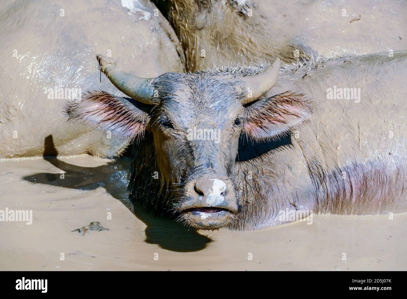 buffalo in mud, digital photo picture as a background Stock Photo - Alamy