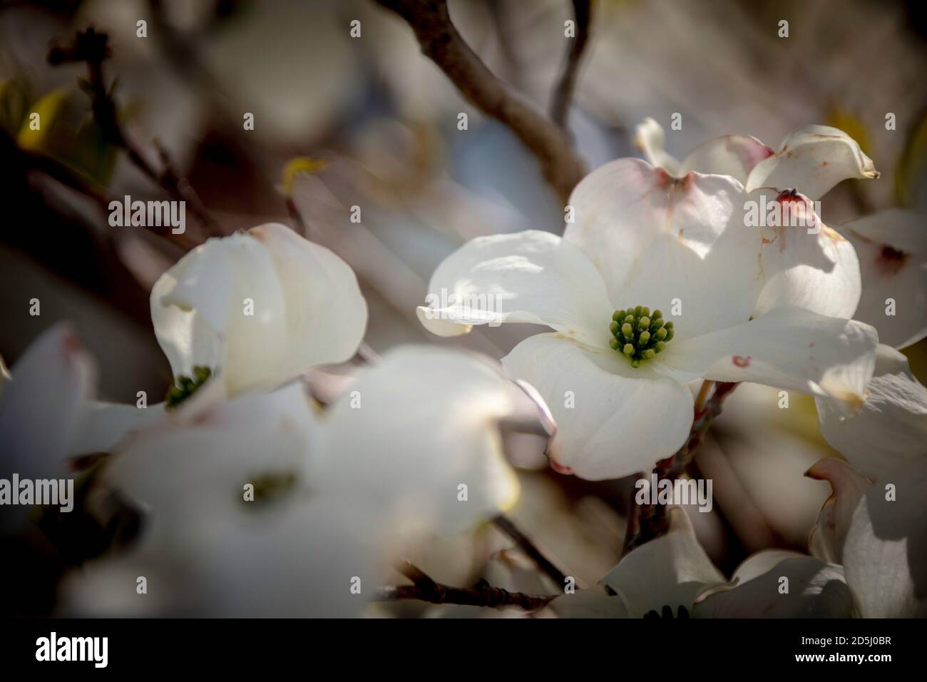 Dogwood tree photography hi-res stock photography and images - Alamy
