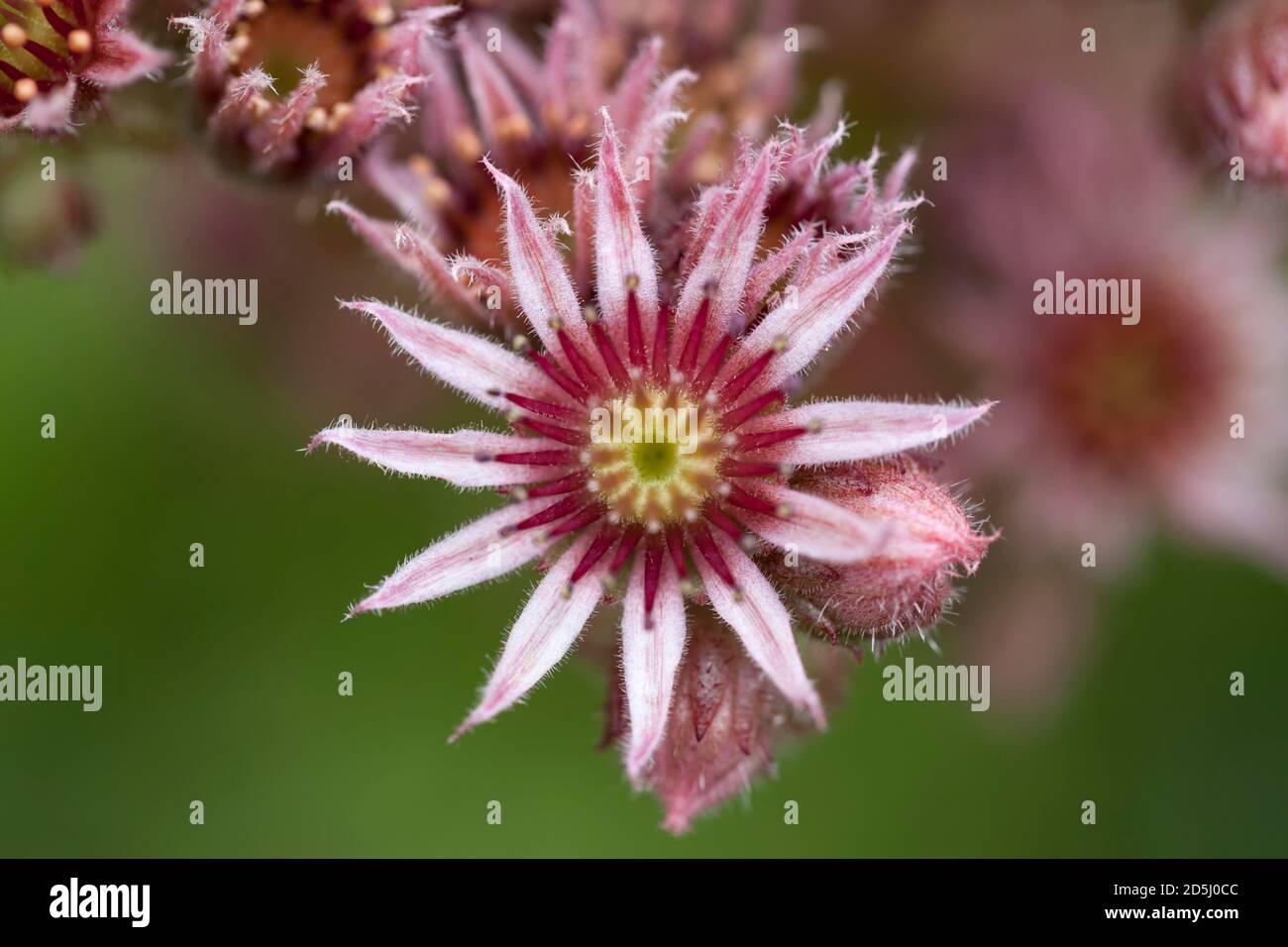 Live forever flower hi-res stock photography and images - Alamy