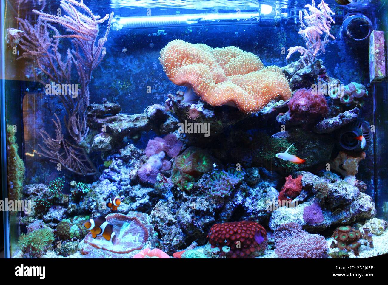 Beautiful symbiosis of group of fishes in coral reef aquarium tank ...