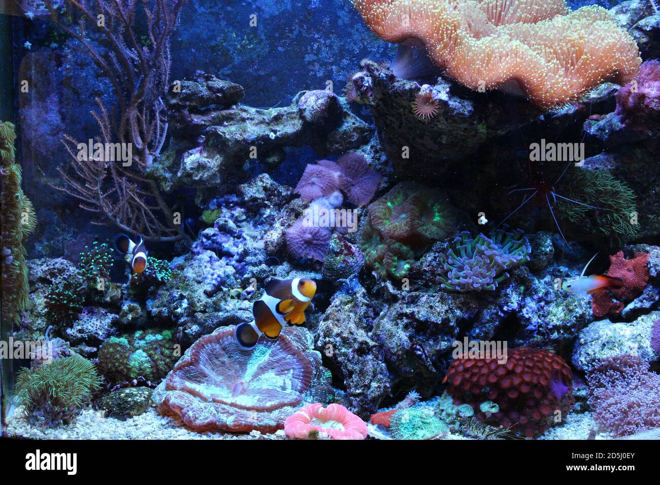 Beautiful symbiosis of group of fishes in coral reef aquarium tank ...