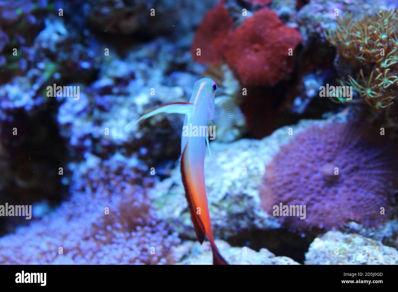 Red fire goby fish - Nemateleotris magnifica Stock Photo - Alamy