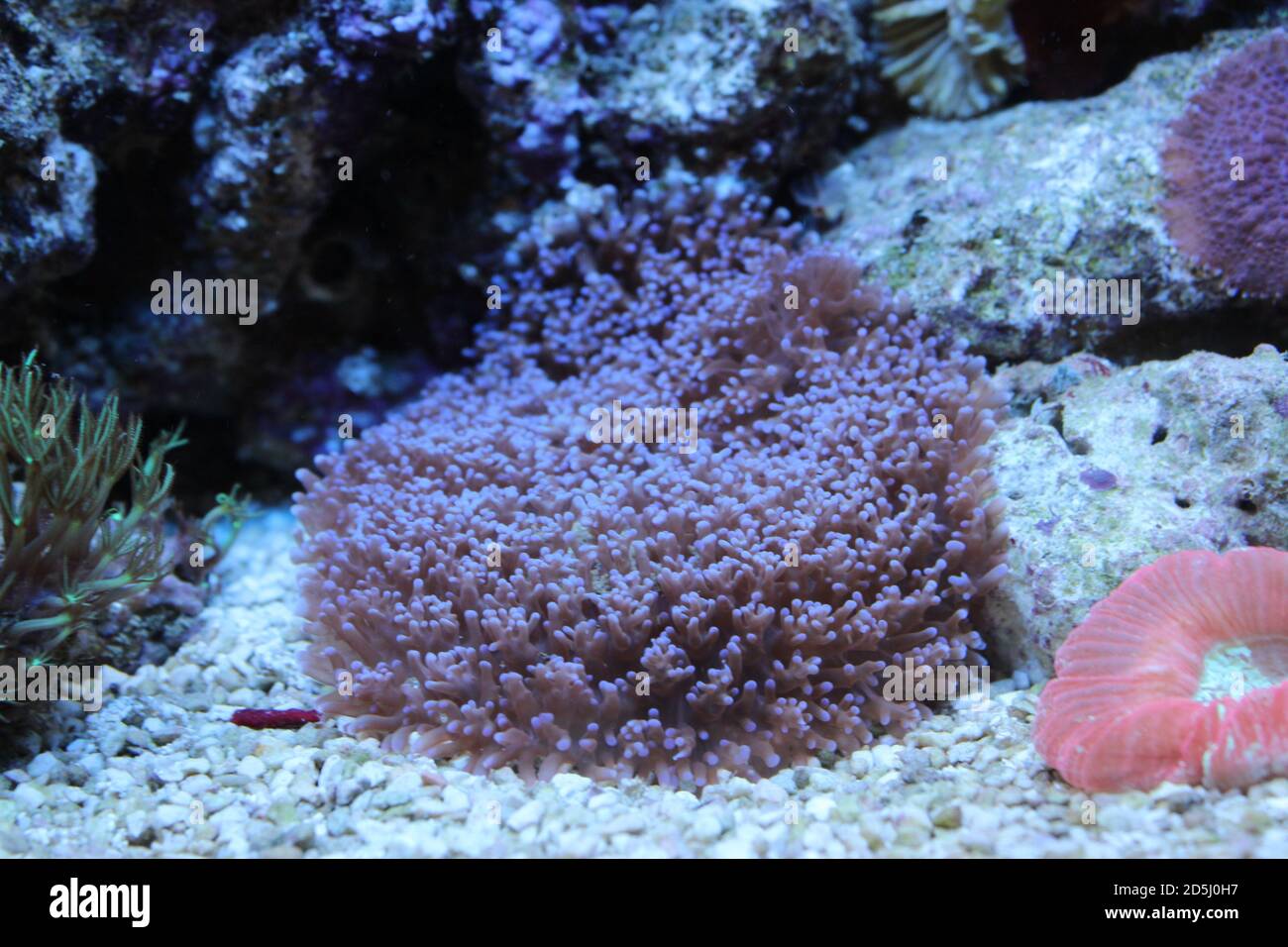 Colorful Rhodactis colony of mushroom soft corals Stock Photo - Alamy