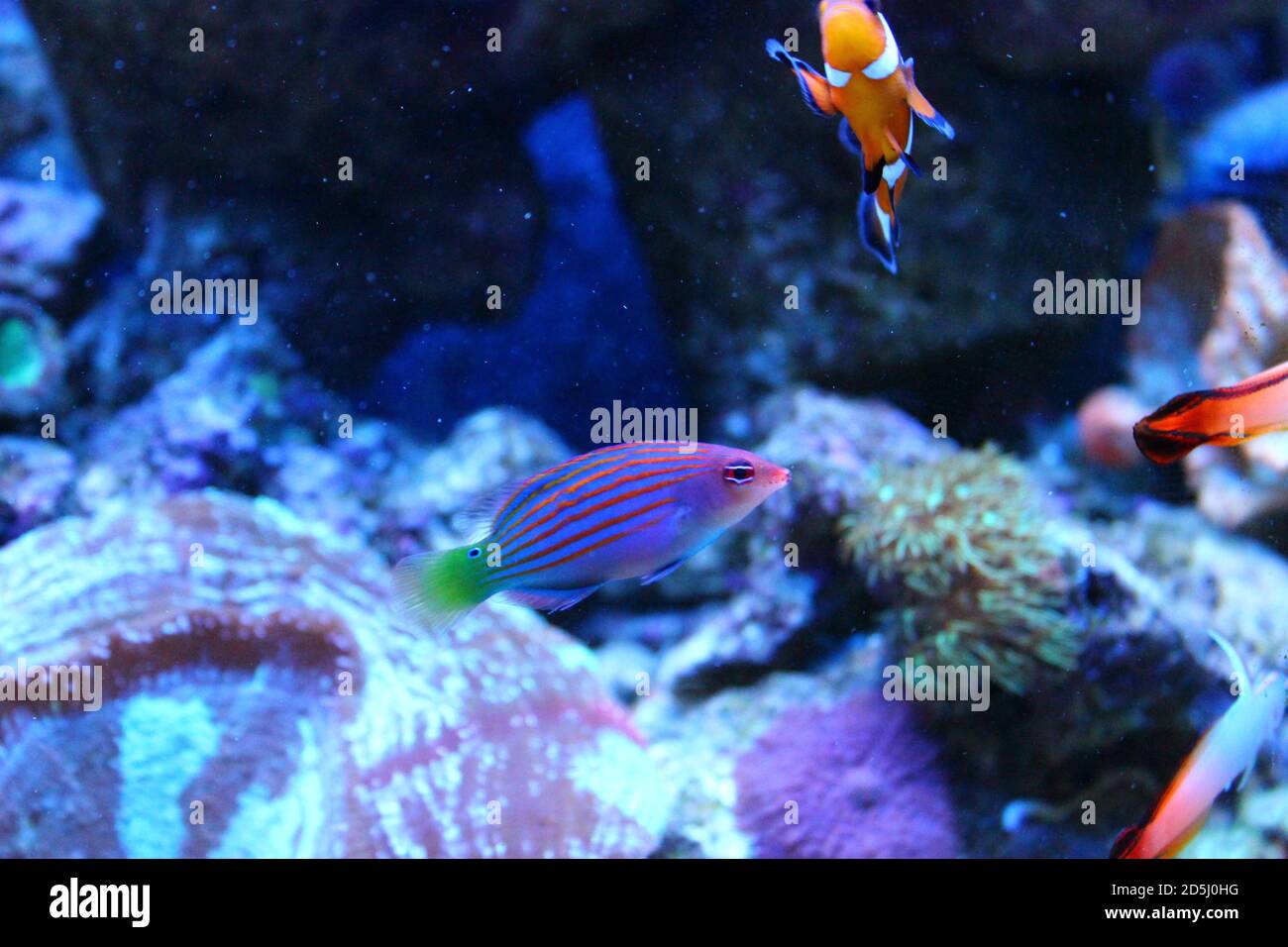 Six-line wrasse - Pseudocheilinus hexataenia Stock Photo - Alamy