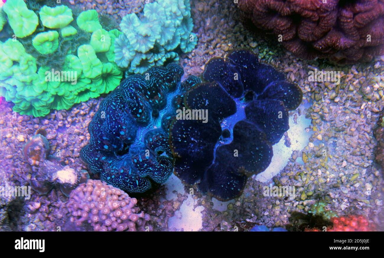 Blue specie of Tridacna Maxima clam Stock Photo - Alamy