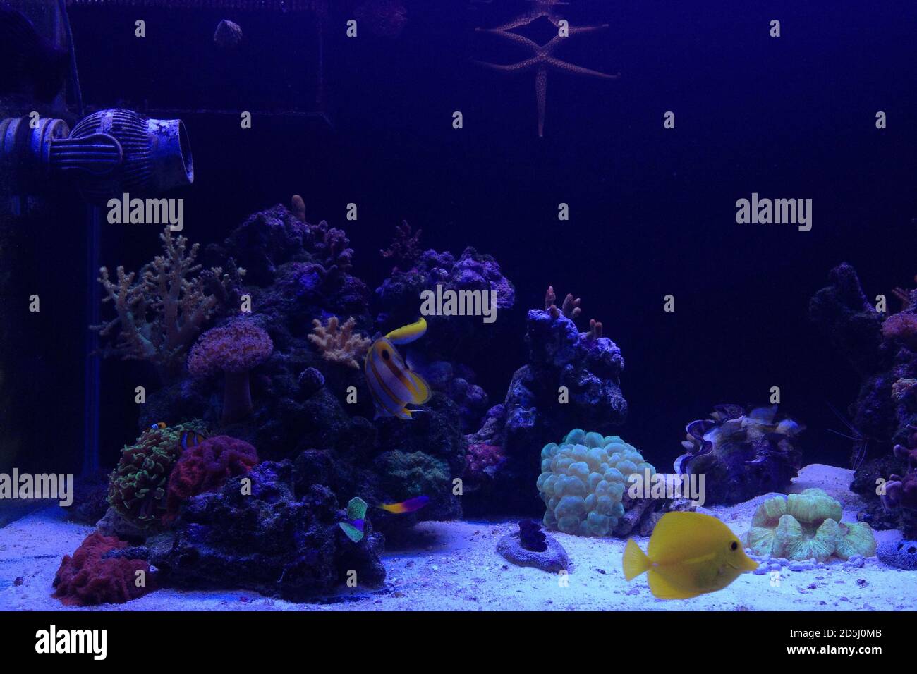 Beautiful symbiosis of group of fishes in coral reef aquarium tank ...