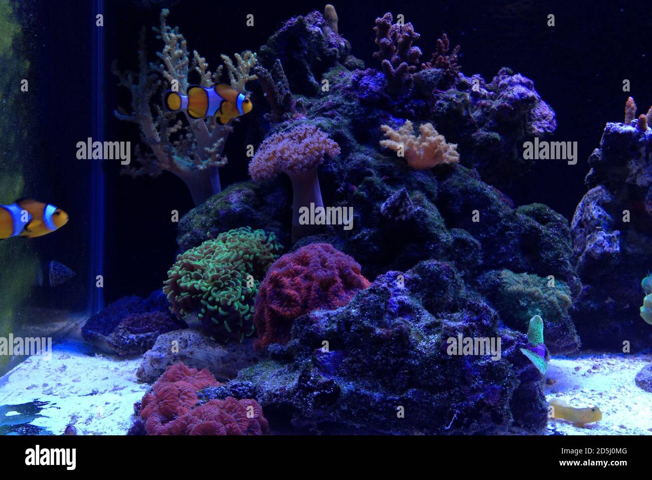 Beautiful symbiosis of group of fishes in coral reef aquarium tank ...