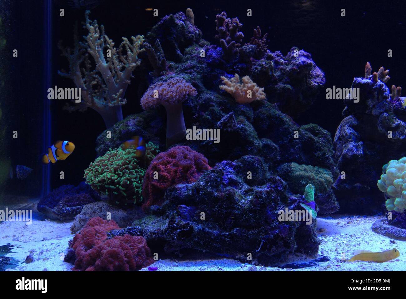 Beautiful symbiosis of group of fishes in coral reef aquarium tank ...