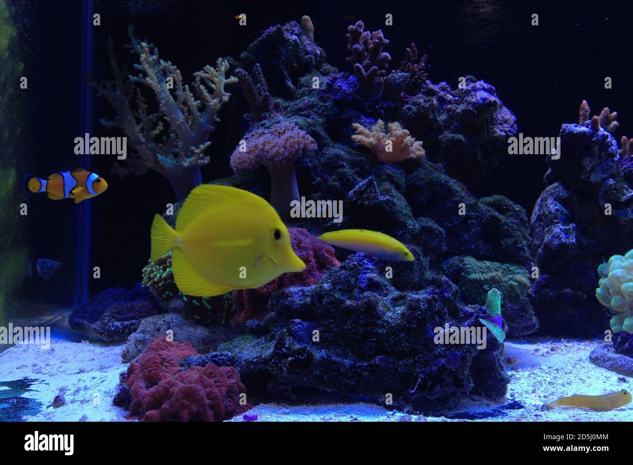 Beautiful symbiosis of group of fishes in coral reef aquarium tank ...
