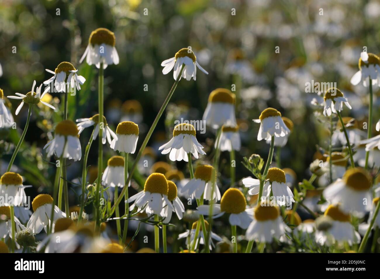 English Native Wild Flowers High Resolution Stock Photography and ...