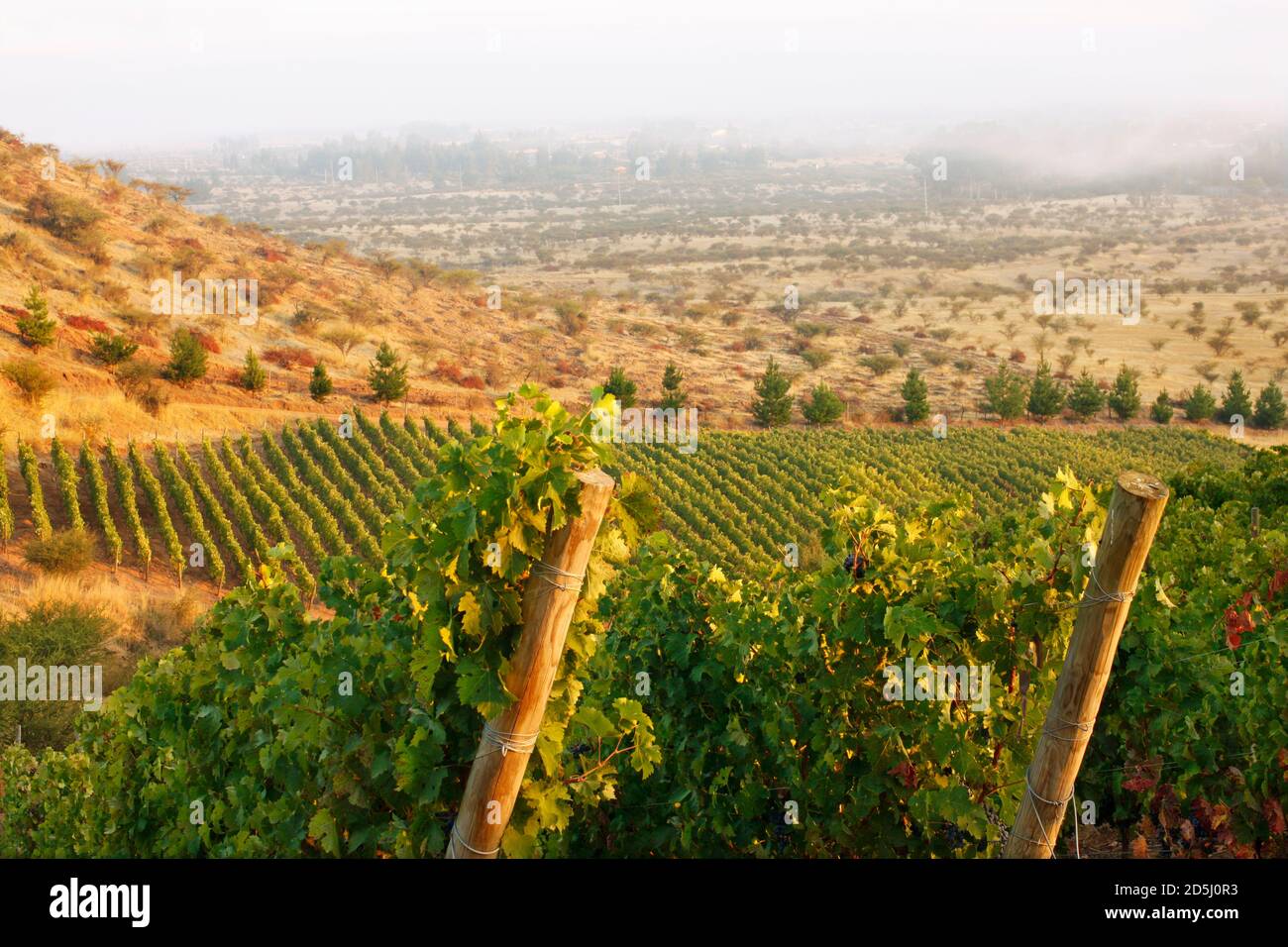Chile vineyard soil hi-res stock photography and images - Alamy