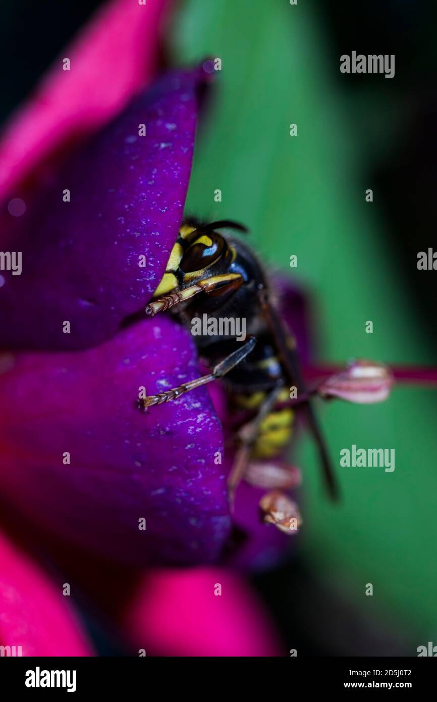 Fuschia wild hi-res stock photography and images - Alamy