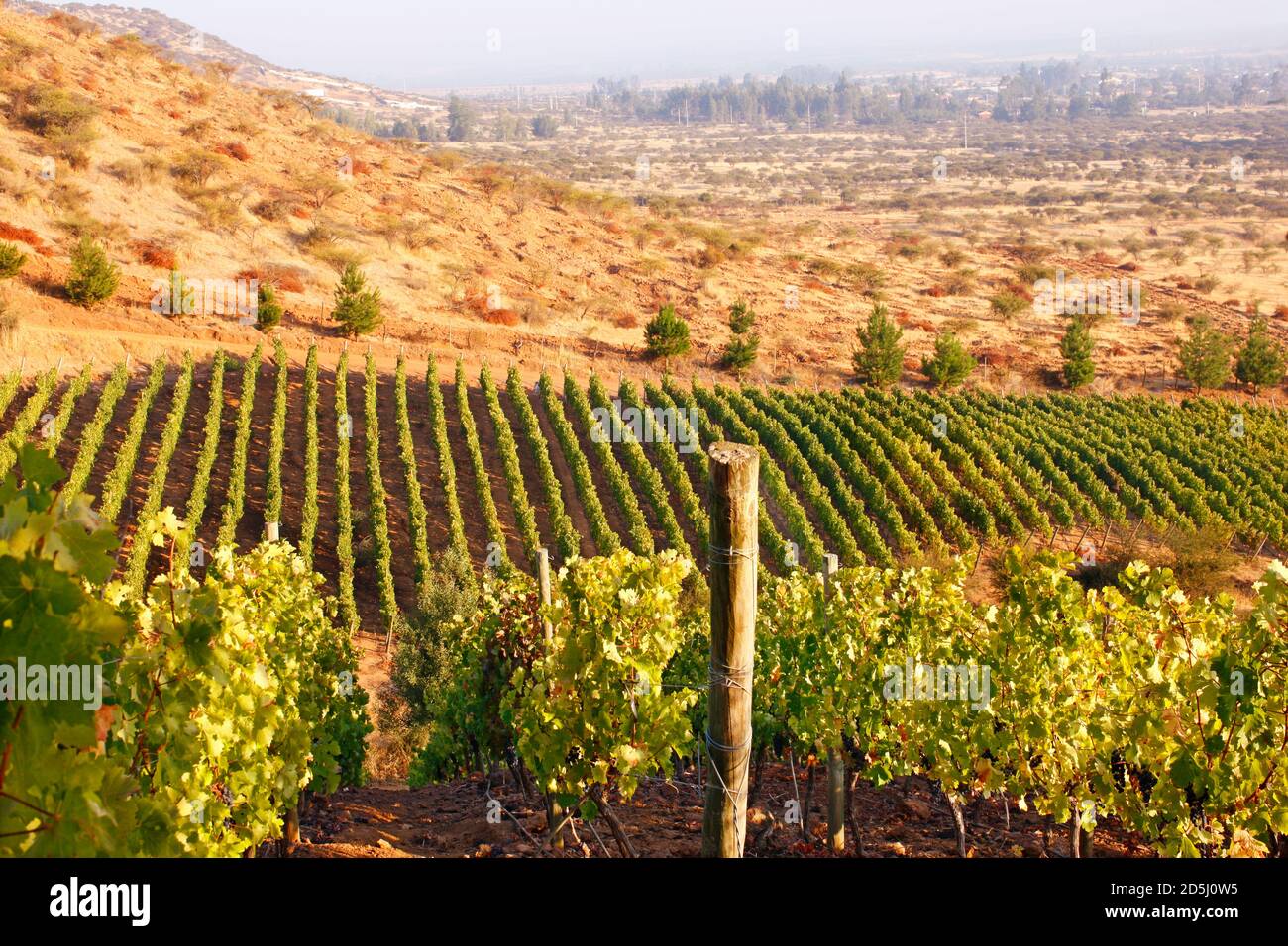 Chile vineyard soil hi-res stock photography and images - Alamy