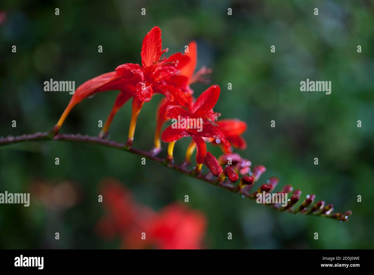 Crocosmia in flower , a glowing fiery red flower.A common name for ...
