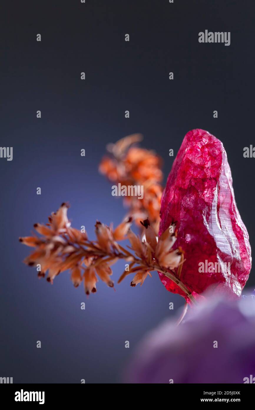 Dried Heather (Erica Carnea) with a blue background,there is a also a ...