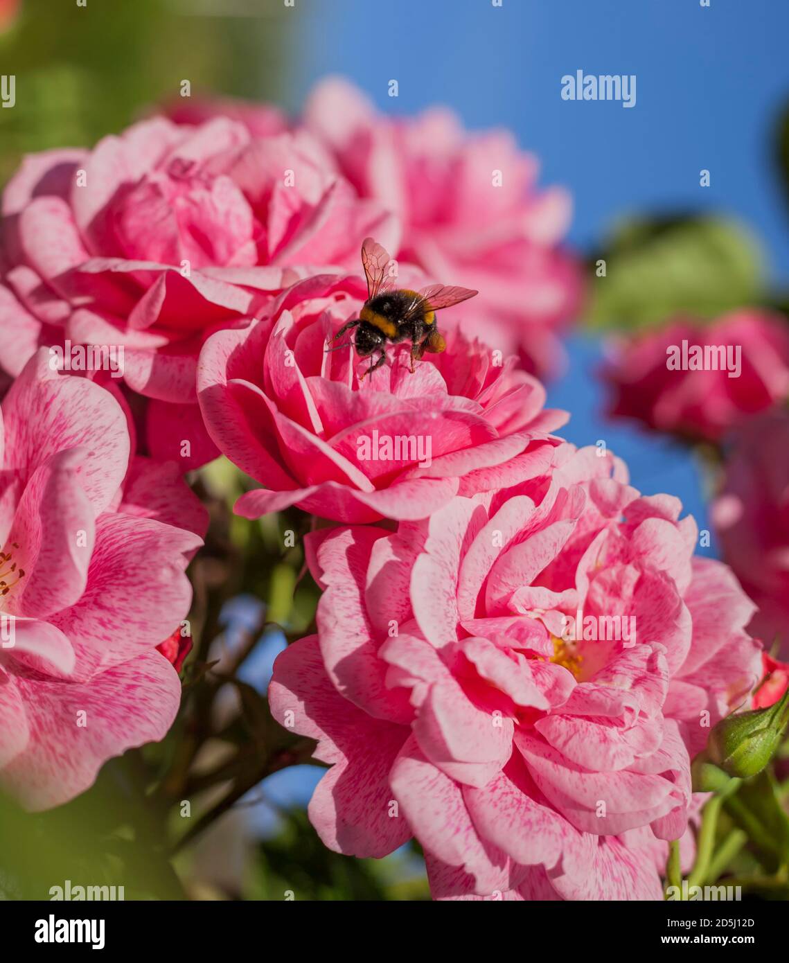 Bumble Bee on a Climbing Rose in Summer.The cultivar of climbing rose ...