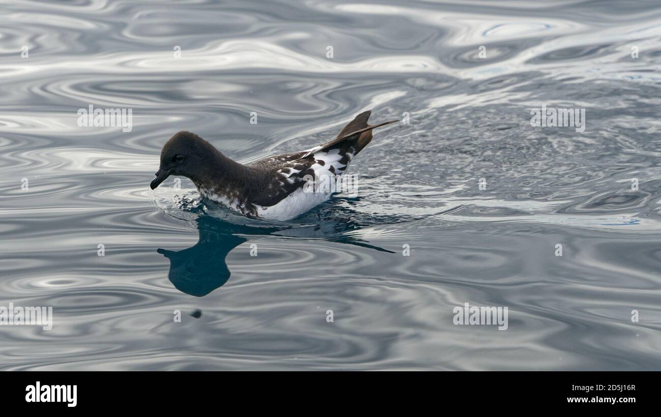 Cape Petrel, Kaikoura, New Zealand Stock Photo - Alamy