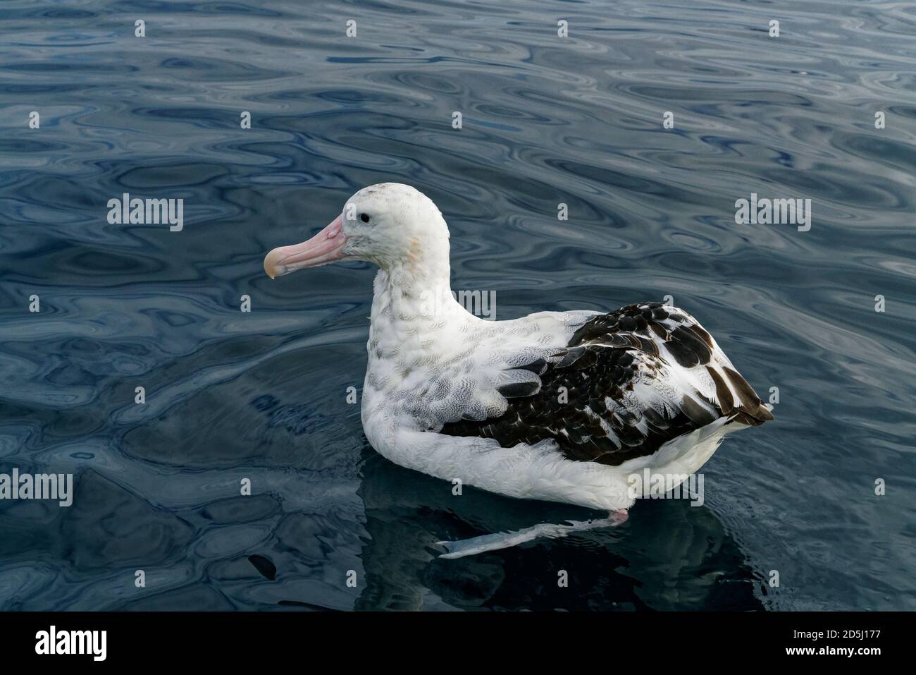Wandering Albatross Size