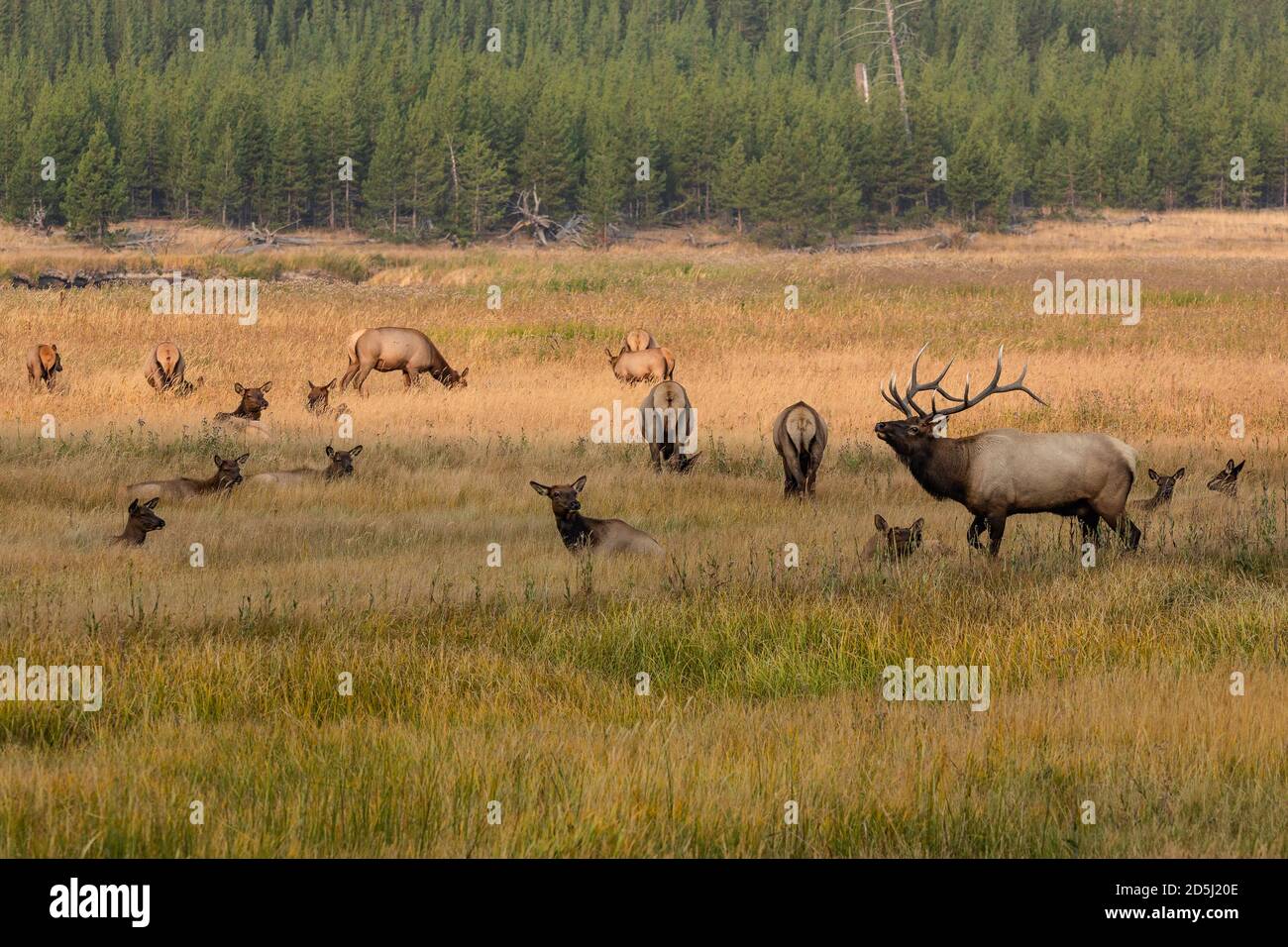 Bull sniffing at cow hi-res stock photography and images - Alamy