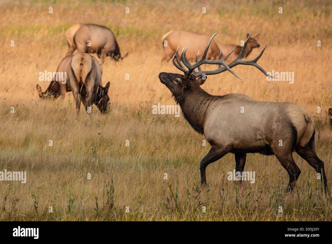 Bull sniffing at cow hi-res stock photography and images - Alamy