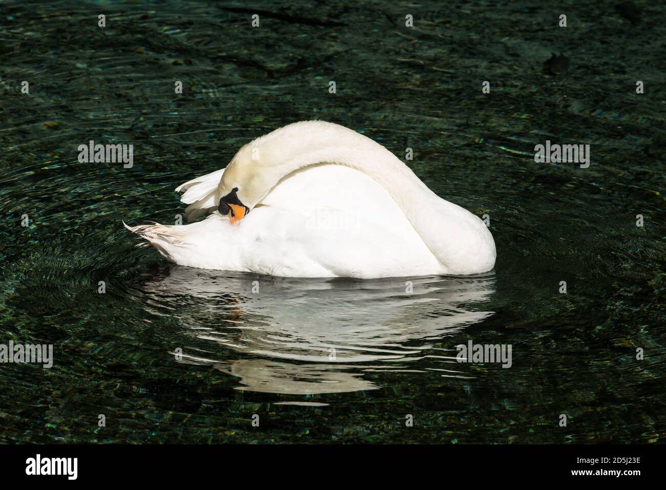 The Mute Swan, Cynus olor, is one of the largest waterfowl. They are ...