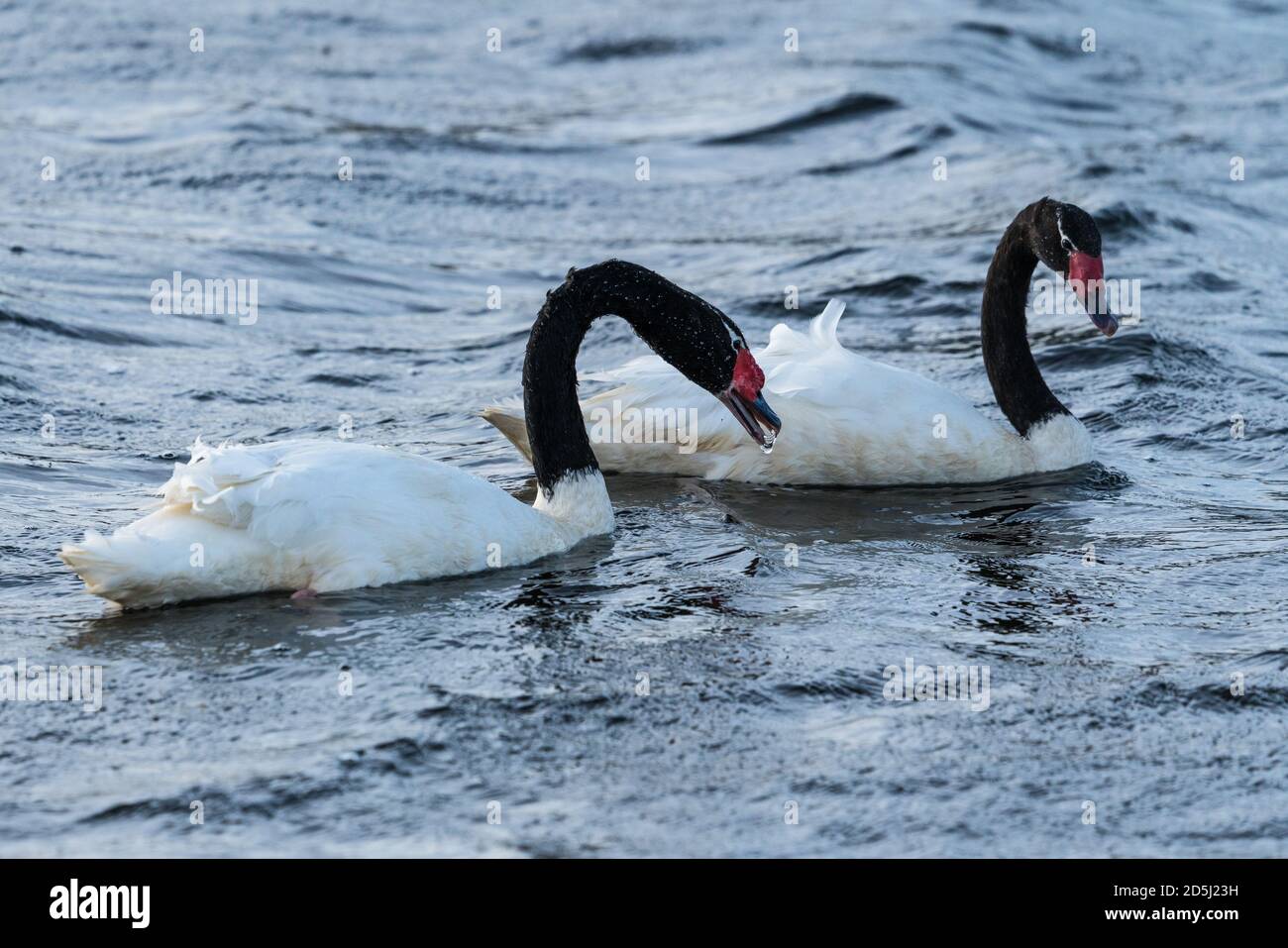 The Black-necked Swan,Cygnus melancoryphus, is the largest waterfowl native to South America ...