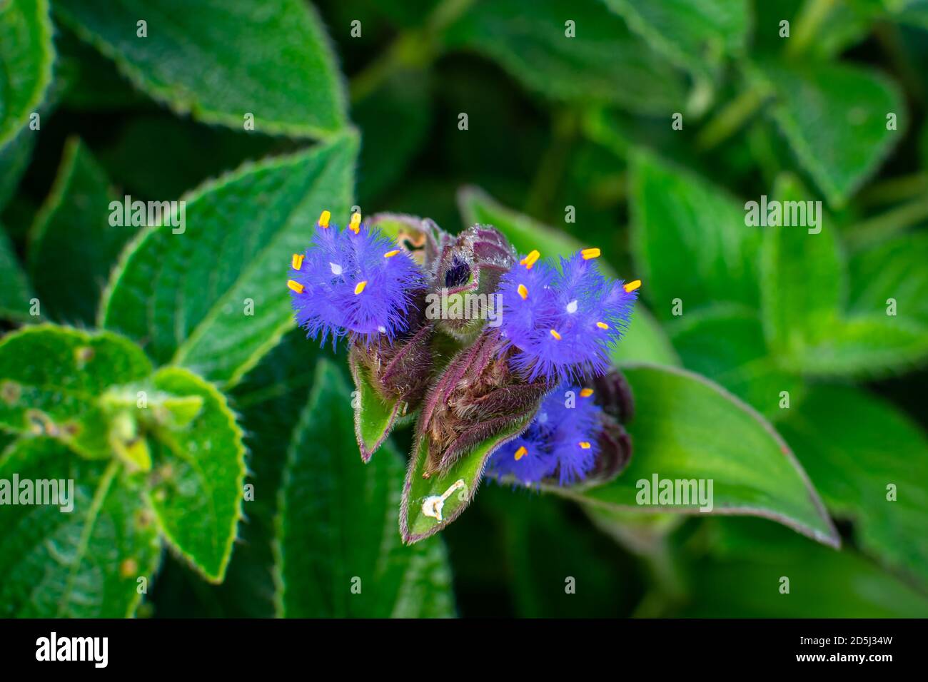 Cyanotis axillaris is a species of perennial plants in the family ...