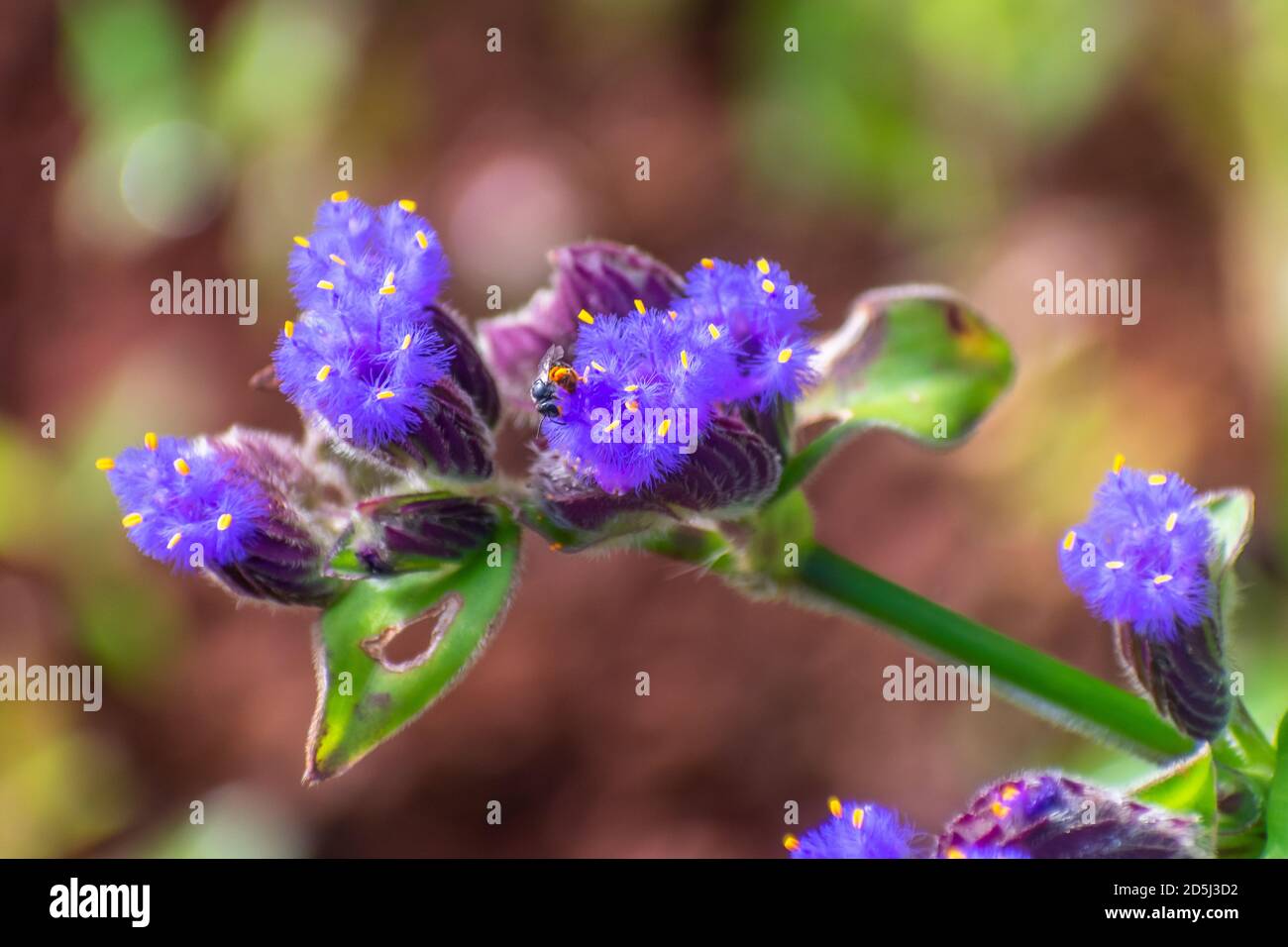Cyanotis axillaris is a species of perennial plants in the family ...