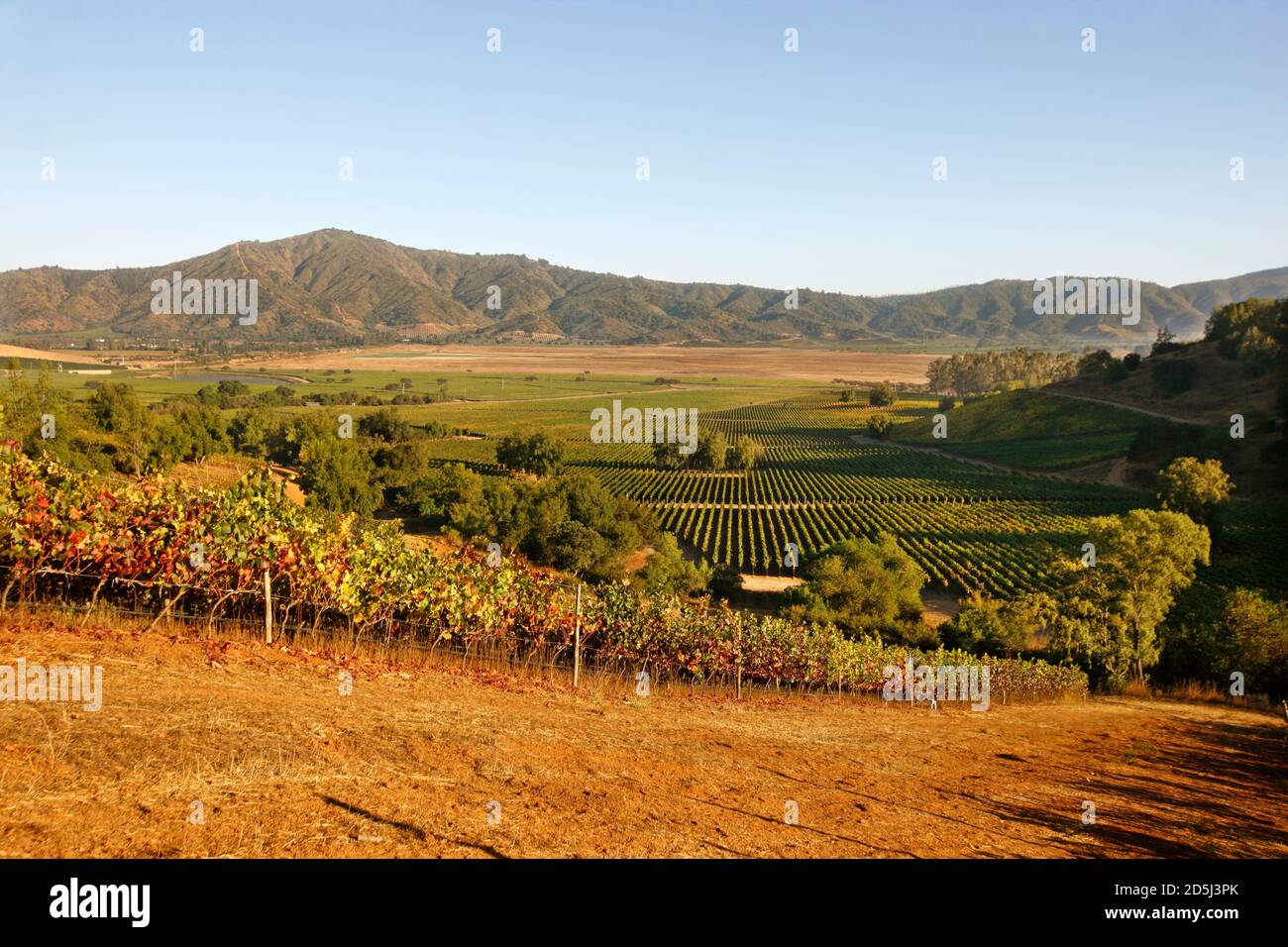 Chile vineyard soil hi-res stock photography and images - Alamy