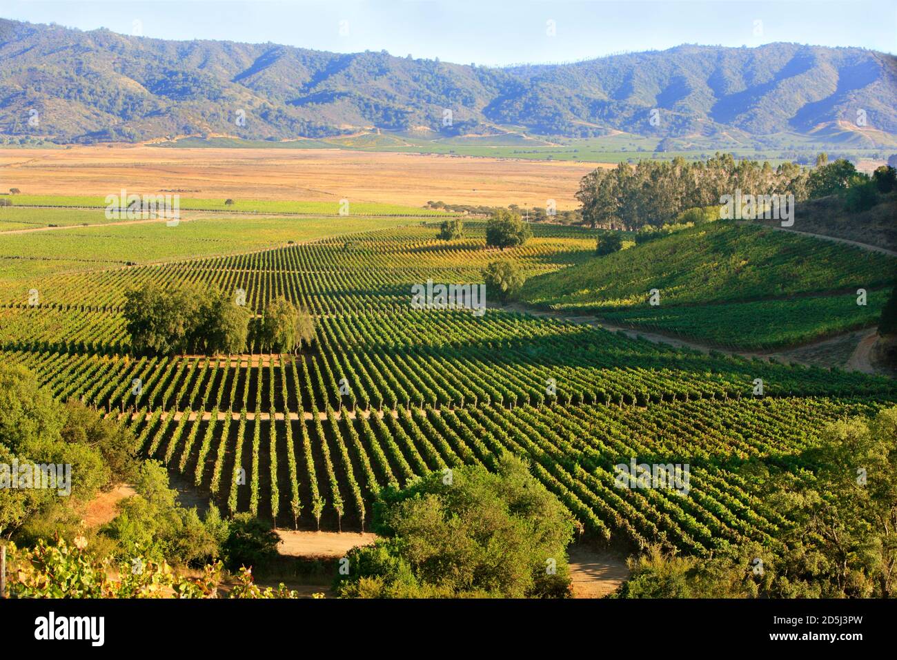 Chile vineyard soil hi-res stock photography and images - Alamy