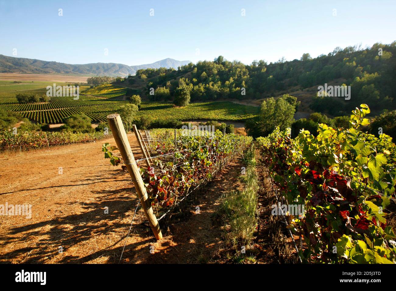 Chile vineyard soil hi-res stock photography and images - Alamy