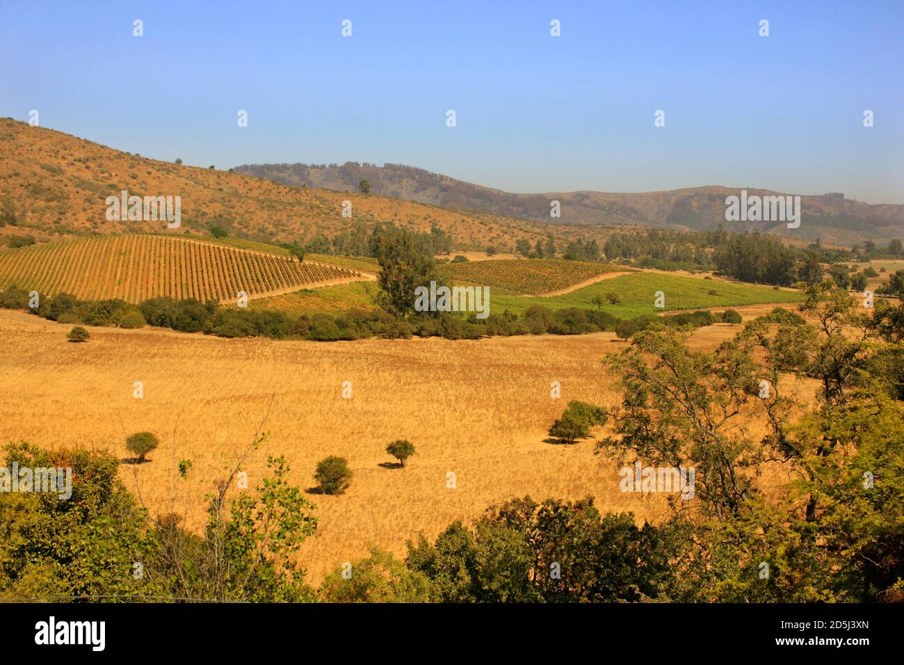 Chile vineyard soil hi-res stock photography and images - Alamy
