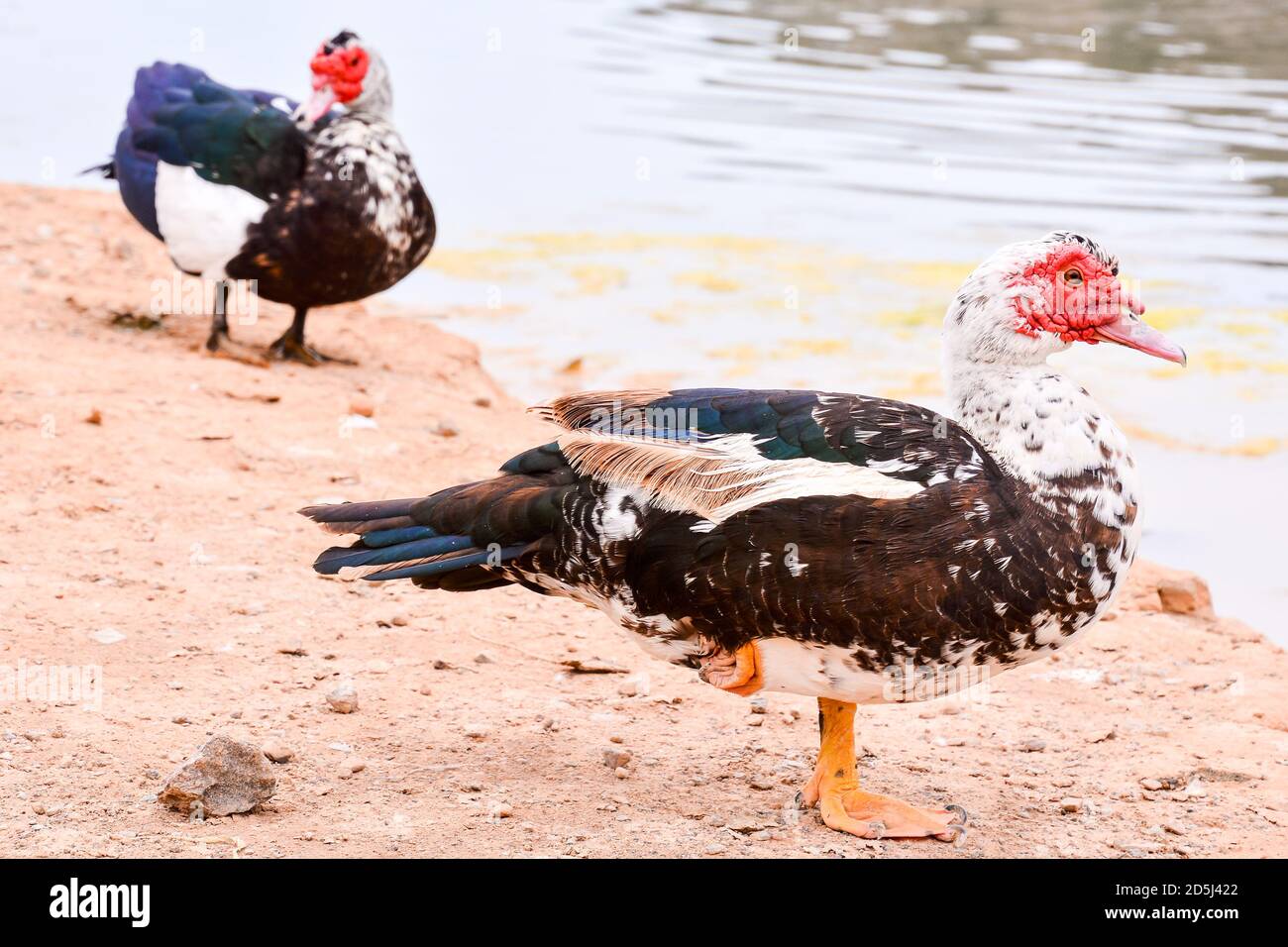 Muskovy Duck wild Stock Photo - Alamy