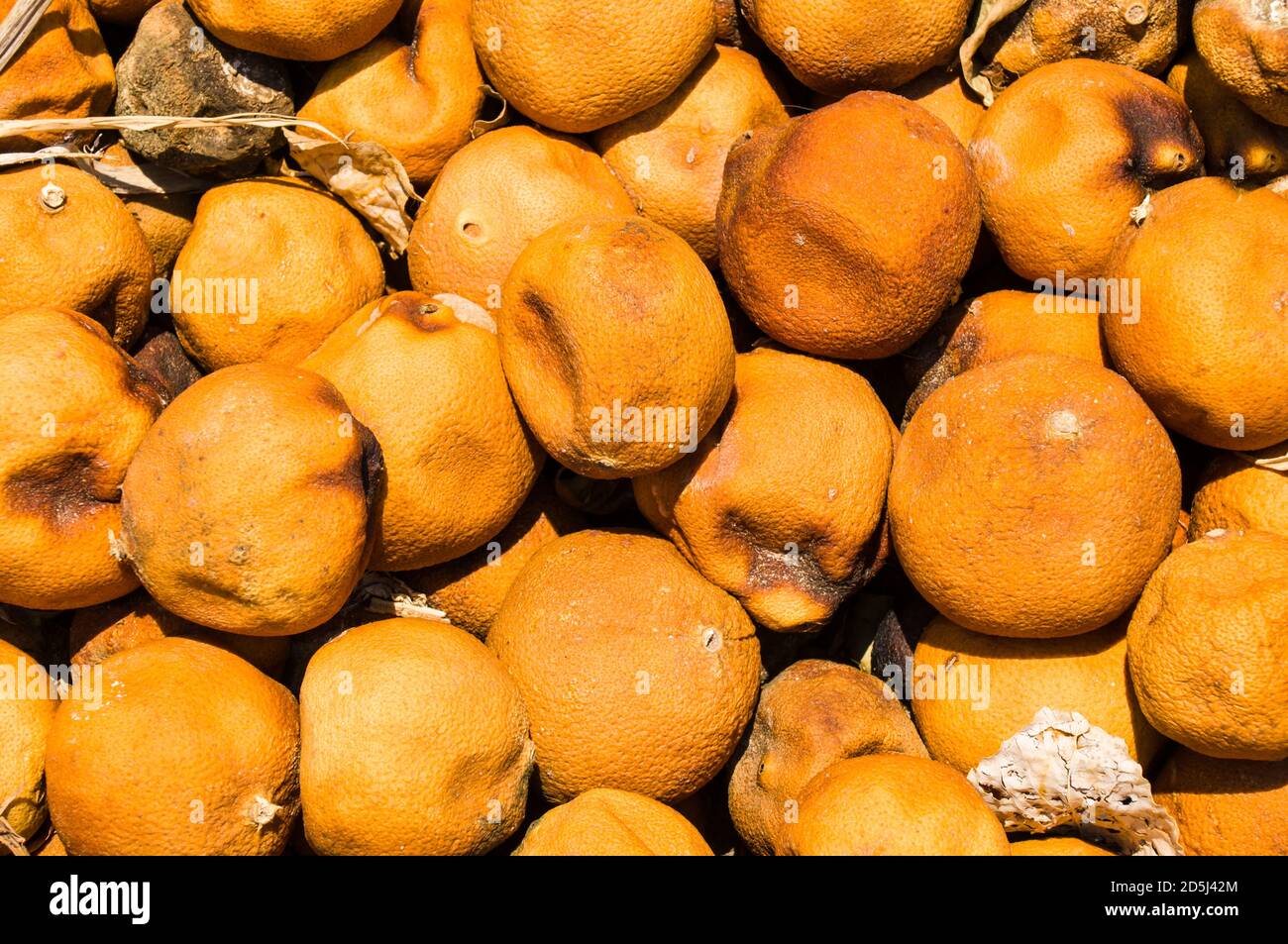 Closeup shot of many rotten oranges Stock Photo - Alamy