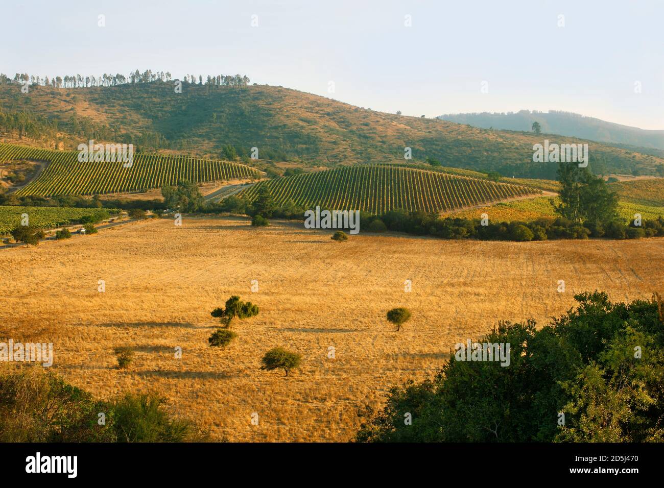Chile vineyard soil hi-res stock photography and images - Alamy