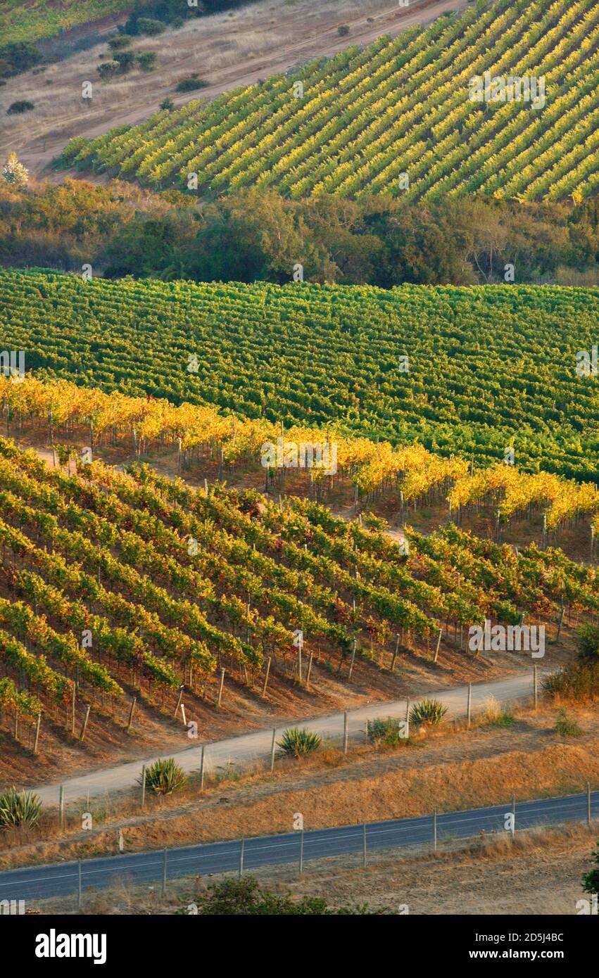 Chile vineyard soil hi-res stock photography and images - Alamy