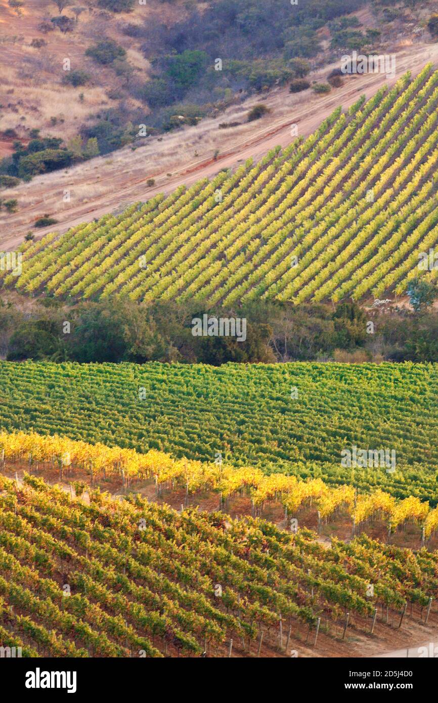 Chile vineyard soil hi-res stock photography and images - Alamy