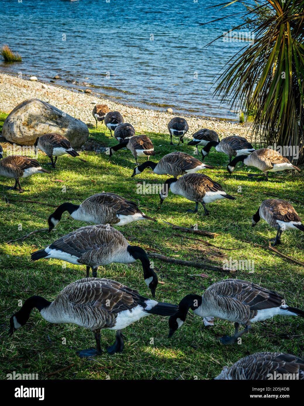 Te anau to milford sound hi-res stock photography and images - Alamy
