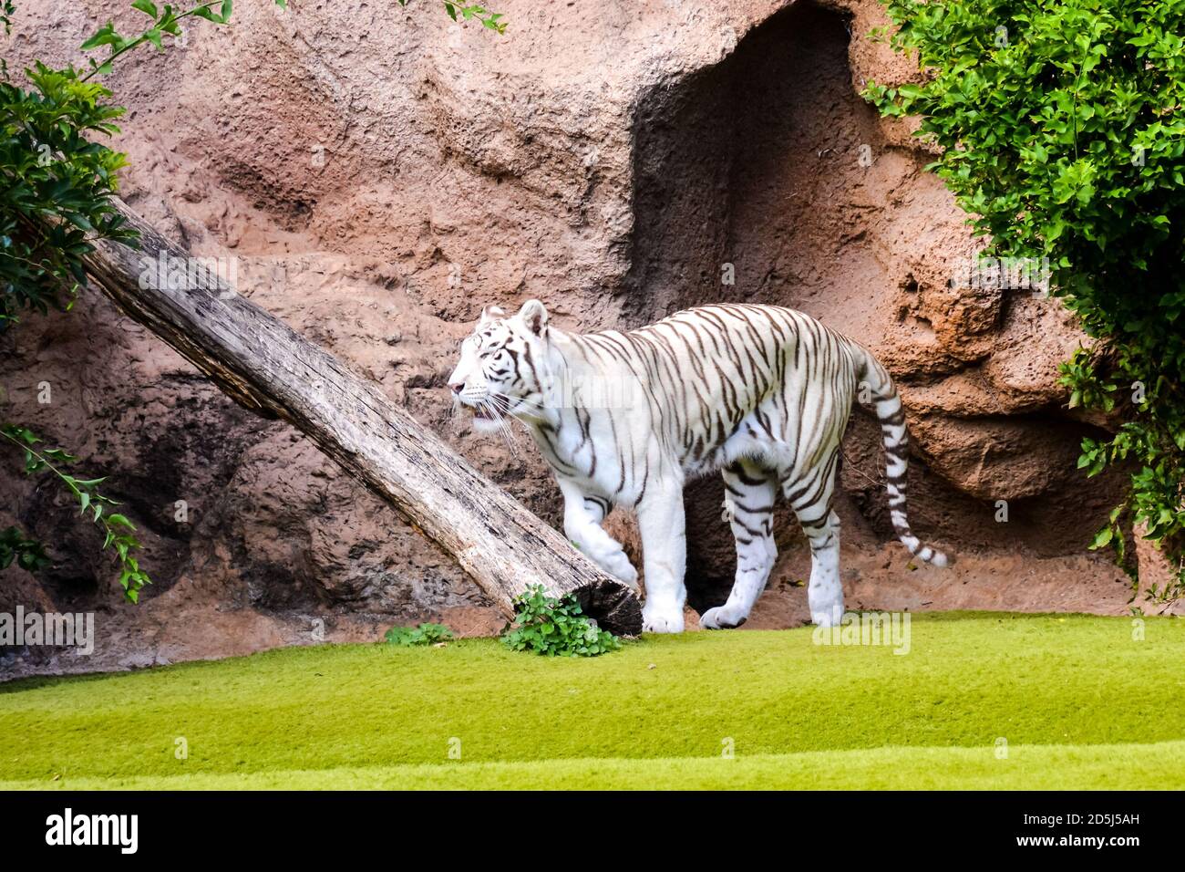 Rare White Striped Wild Tiger Stock Photo - Alamy