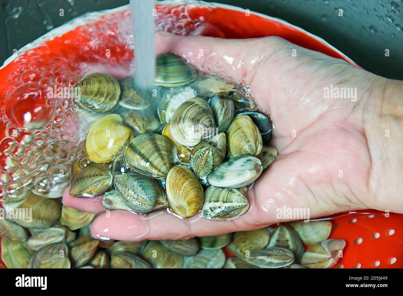 Clams washing hi-res stock photography and images - Alamy