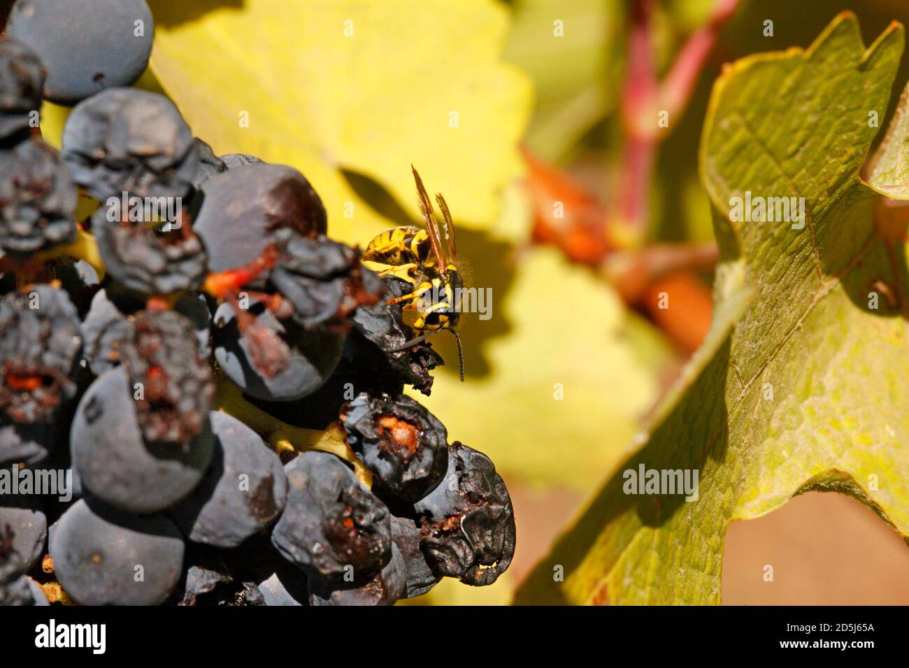 Insects eating vines hi-res stock photography and images - Alamy