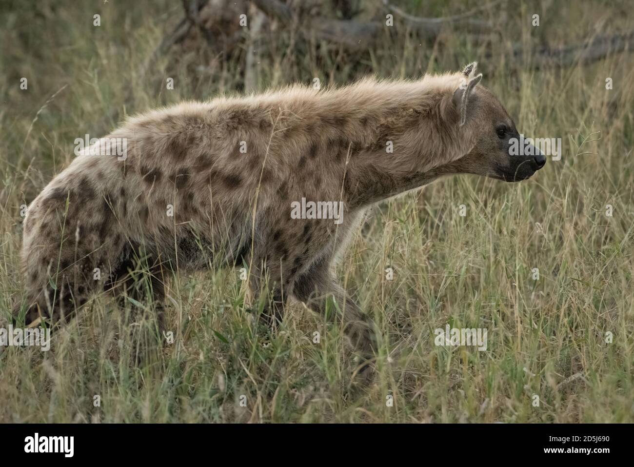 Spotted hyena (Crocuta crocuta) walking through East African grassland ...