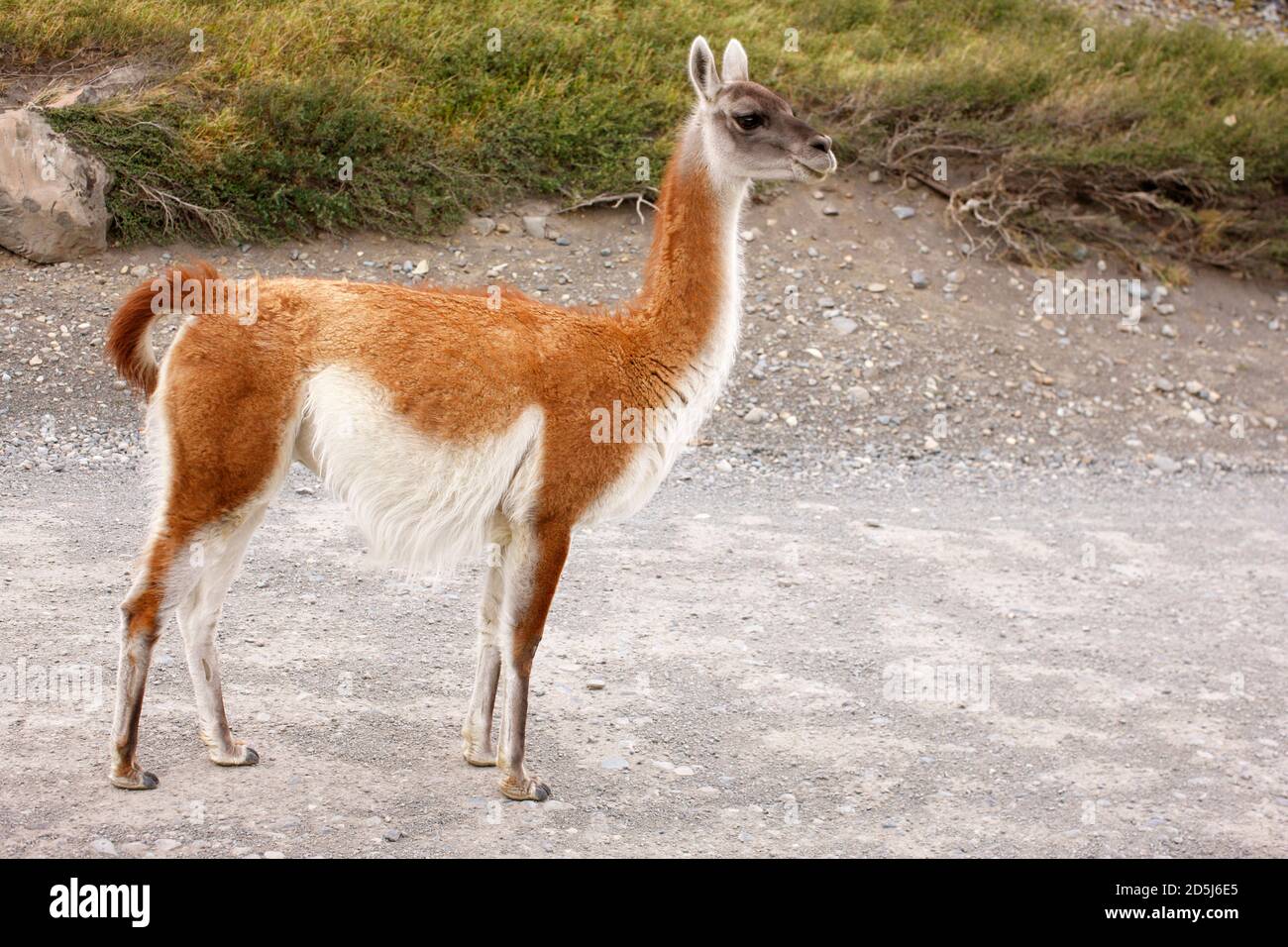 Guanaco foot hi-res stock photography and images - Alamy