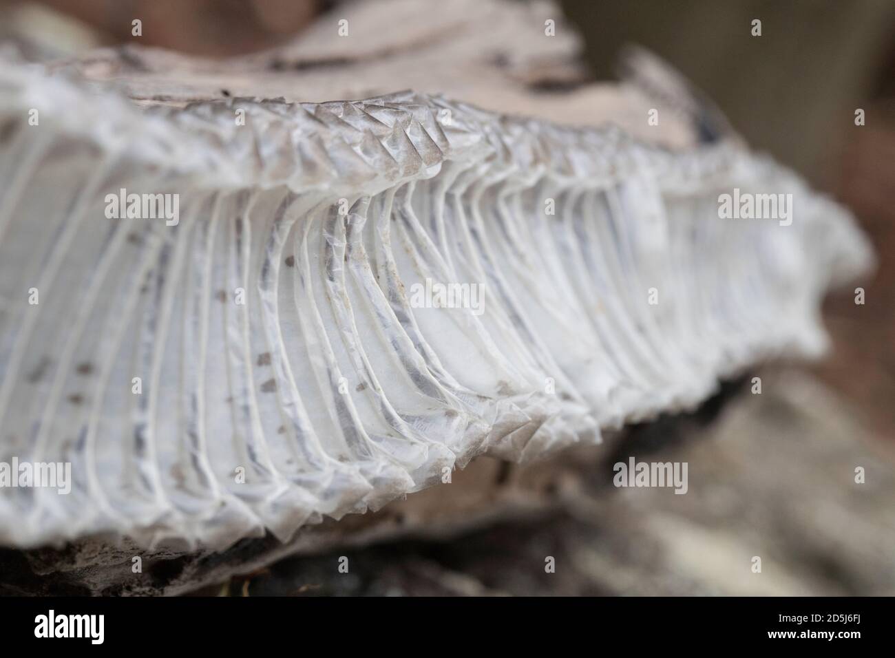 Sloughed skin from a Common Death Adder Stock Photo - Alamy