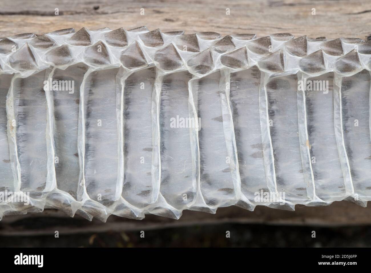 Sloughed skin from a Common Death Adder Stock Photo - Alamy